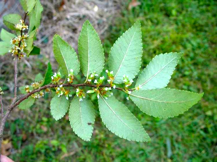 Neighborhood flora: Chinese elms | Arnold Zwicky's Blog
