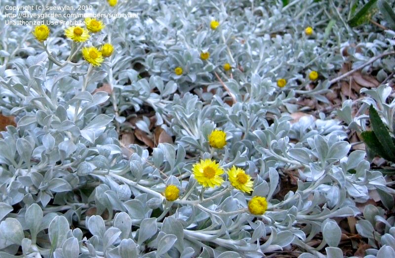Silver-bush everlasting | Arnold Zwicky's Blog