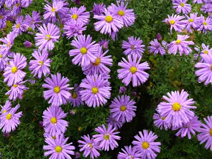 Michaelmas daisies | Arnold Zwicky's Blog