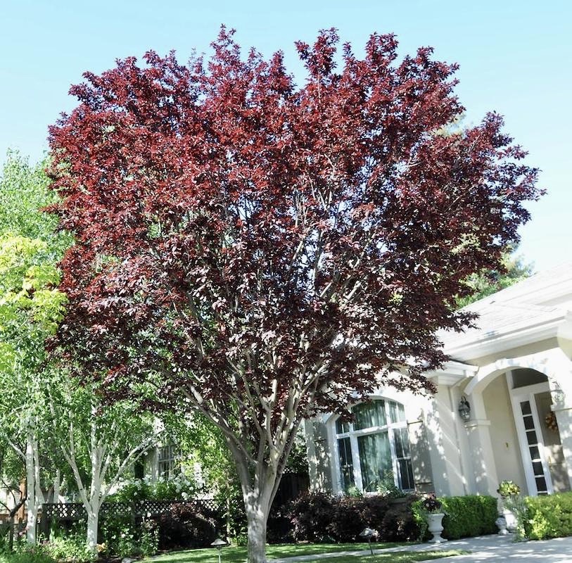 Walking: the purple plums of Palo Alto | Arnold Zwicky's Blog