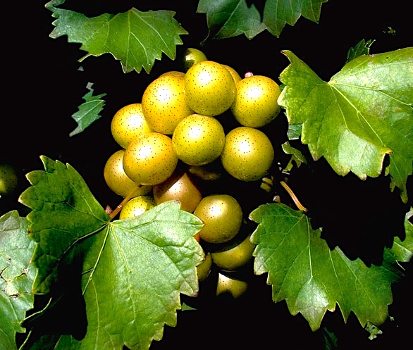 Morning name: scuppernong | Arnold Zwicky's Blog