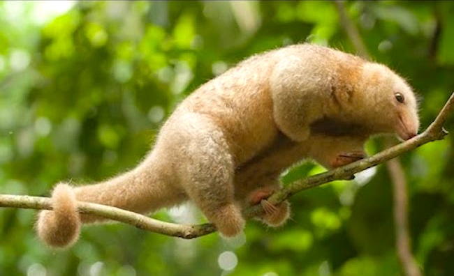 The didactyl anteater, Anteater D, aka The Antedater | Arnold Zwicky's Blog