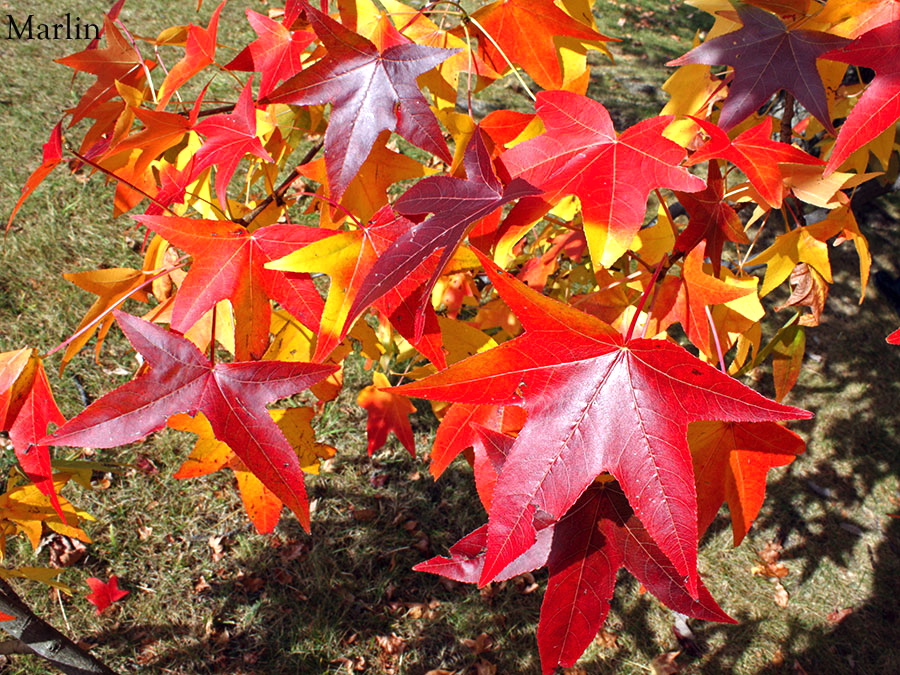 Sweetgum | Arnold Zwicky's Blog