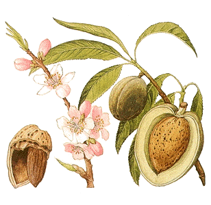 Stone fruits, nuts, and berries | Arnold Zwicky's Blog