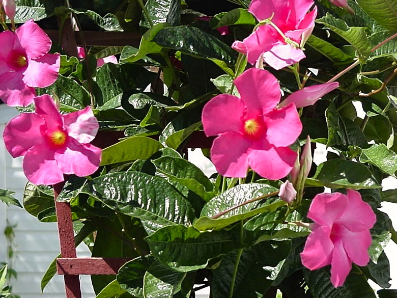 Mandevilla | Arnold Zwicky's Blog